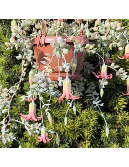 Cotyledon Pendens