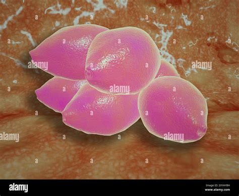 Microscopic View Of Birch Tree Pollen Birch Tree Pollen Is Considered