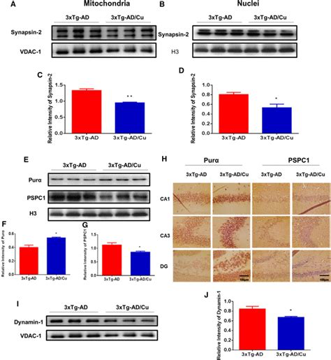 Validation Of Differentially Expressed Proteins By Western Blot