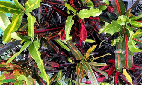 Codiaeum Croton Mammy 8 Pot Hello Hello Plants