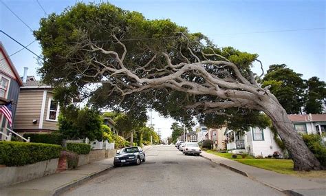 Lazy Tree Monterey Cal Träd