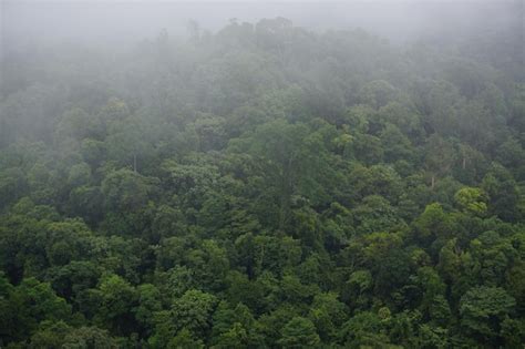 Premium Photo High Angle View Of Trees In Forest
