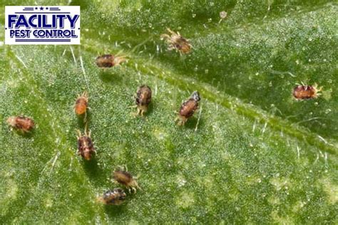 Comparing Pest Control Services What Sets Us Apart