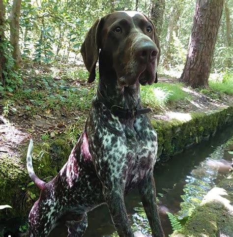 German Shorthaired Pointer Mixed With Golden Retriever