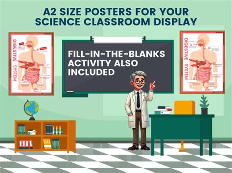 Human Digestive System Classroom Chart For Year 4 Teaching Resources