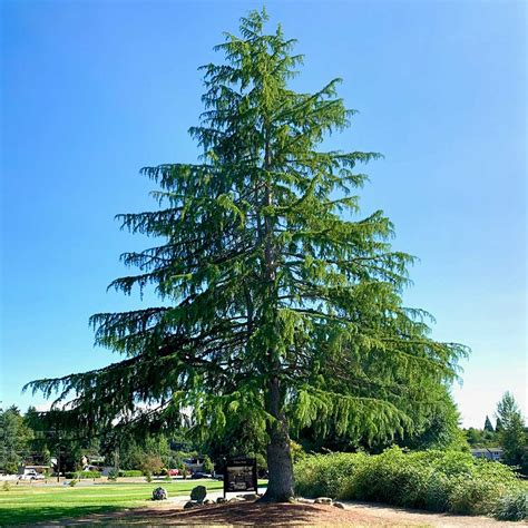 Deodar Tree