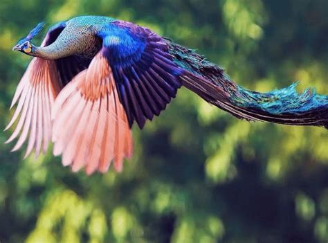The Colours Of This Peacock Reyebleach