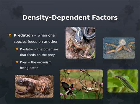 Ppt Population Limiting Factors Powerpoint Presentation Free