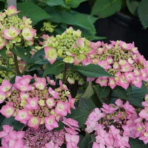 The 10 Best Compact Hydrangeas For Small Spaces