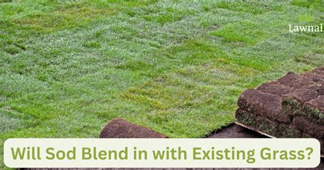 Will Sod Blend In With Existing Grass 5 Factors Lawnal