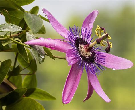 Passiflora Caerulea Victoria Passionsblume 2995