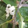 Plantfiles Pictures Flor De Cacao Cacahuaxochitl Funeral Tree