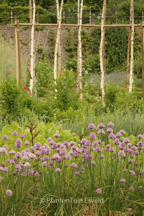 Allium Schoenoprasum Plantentuin Esveld