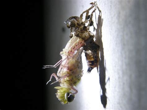 Kafkas Metamorphosis What Kind Of Bug Did Gregor Samsa Actually