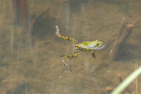 Simma Lugnt Evawfoto