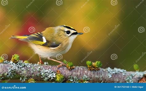 The Goldcrest Regulus Regulus Is A Very Small Passerine Bird In The