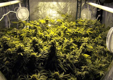 How Long Should I Provide Co2 Supplementation To My Plants Each Day Cdd