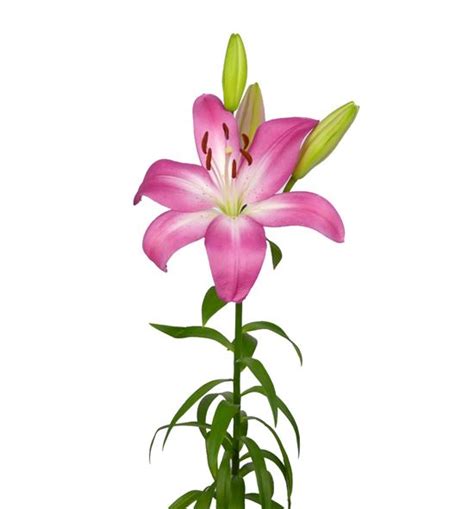 Lilium La Hol Arbatax 90