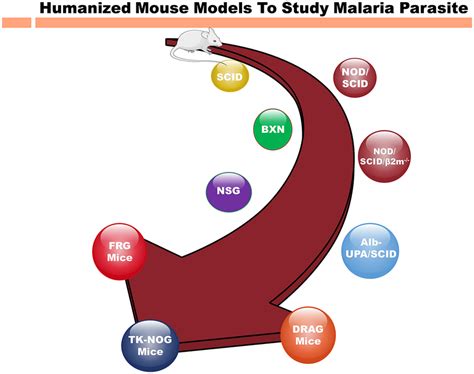 Different Immunodeficient Mouse Strains For Humanization To Study Human