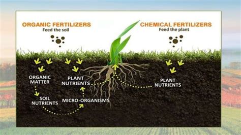 Nutrient Management In Organic Farmingpptx
