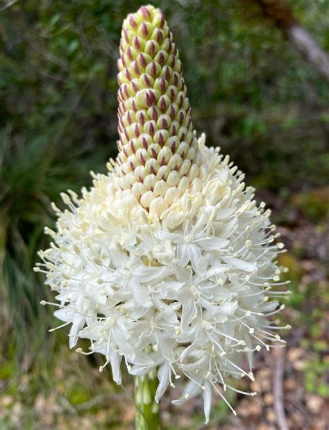 How To Grow Xerophyllum Tenax Earthone