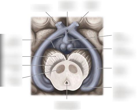 Schaubild „4diencephalon V Basal“ Quizlet