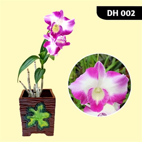 Anggrek Dendrobium Simanis Orchids