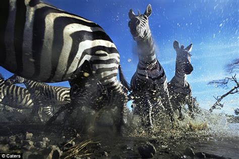 Amazing Pictures Photographer Captures A Hoofs Eye Of The Moment A