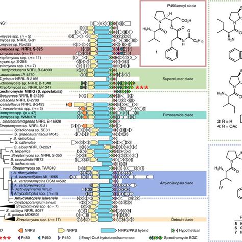 The Big Scape Corason Workflow A The Big Scape Approach Analyzes A Set Download Scientific