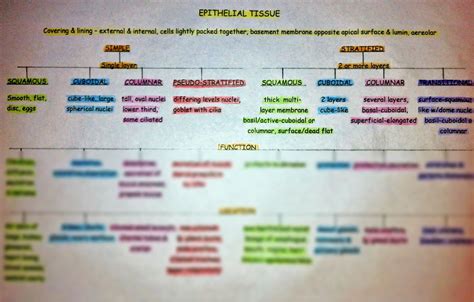 Solution Epithelial Tissue Breakdown Studypool