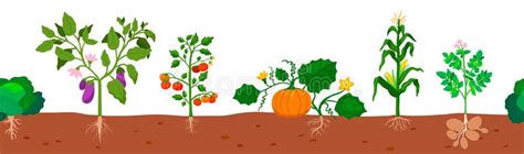 Border Potatoes Stock Illustrations 458 Border Potatoes Stock