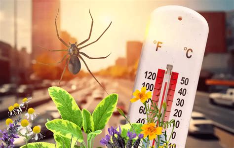Tres Plantas Para Ahuyentar A La Araña Violinista En La Ola De Calor