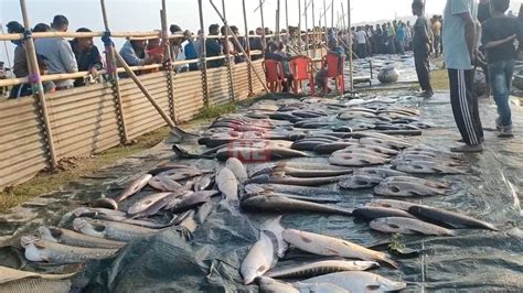 Assam Uruka Preparations In Full Swing At Bongaigaons Tamranga Fish