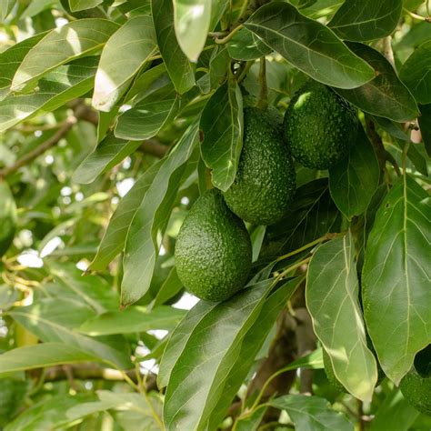 Hass Avocados Fresh Fruit Delivered Tree Ripe Fruit Co