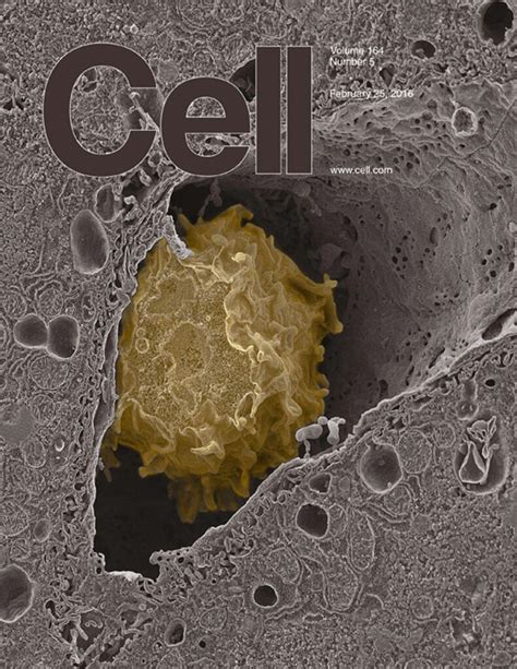 Cells Journal Template Journal Templates