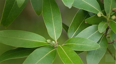 Mediterranean Bay Leaf Deliciously Indian