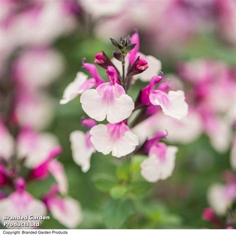 Salvia Melba Magic™ Strawberry