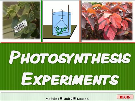 Integrated Sc M1 Photosynthesis Experiments Ppt