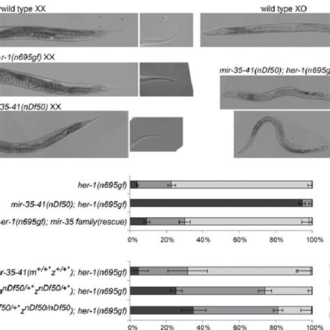 Mir 35 41 Are Required For Proper Sex Determination In Hermaphrodites