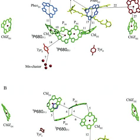 Oxidation Of Tocopherol To Tocopherylquinone By Singlet Oxygen