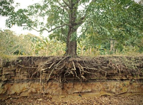 Oak Tree Roots Complete Guide To Oak Trees Bbc Gardeners World