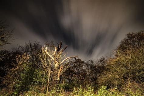 Premium Photo Low Angle View Of Dead Tree