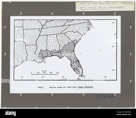 Tree Identification Pine Slash Photographs Relating To National Forests Resource Management