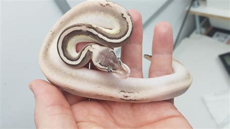Cinnamon Ball Python Traits Morphpedia Cinnamon Ball Python Traits Morphpedia