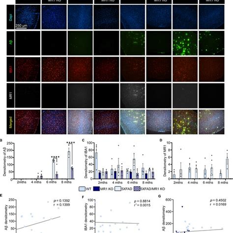 Densitometry Analysis Of Microglia Amyloid Beta Aβ Plaques And Mr1