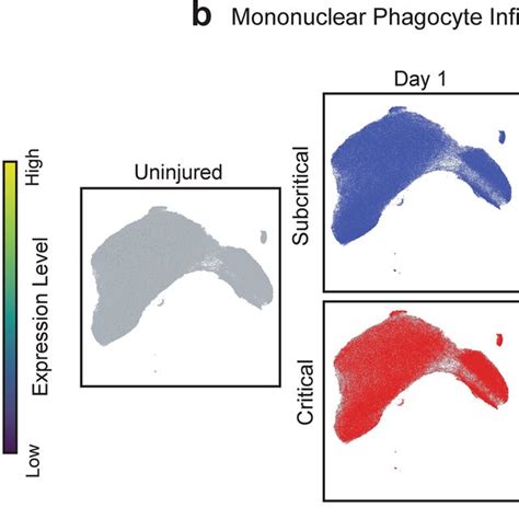 Umap Analysis Reveals Accumulation Of Mononuclear Phagocytes In