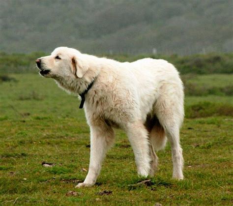 How Much Does An Akbash Cost Adopt A Pet