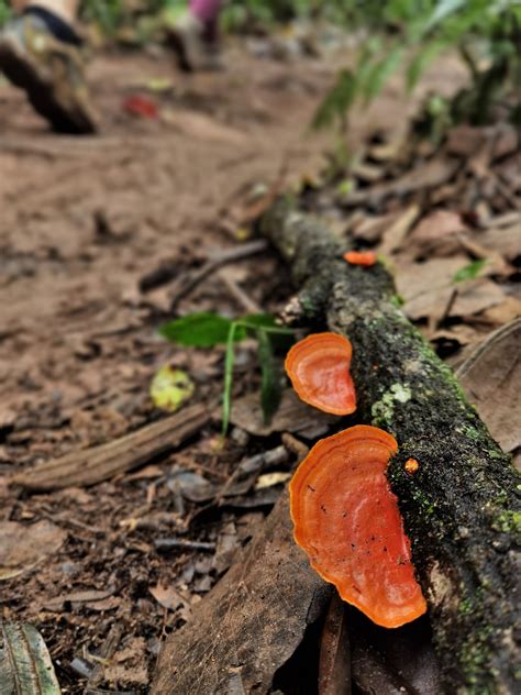 Trilha Ecologica No Morro Do Quininho Picarras All You Need To Know