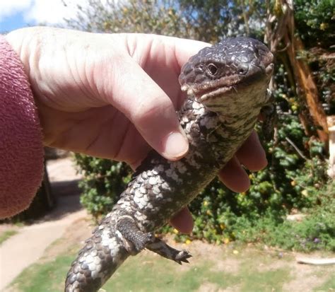 Nana On The Farm Weather Has Brought Out The Stumpy Tail Lizards