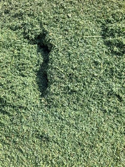 Dry Cutting Alfalfa Hay Grass Packaging Type Pp Bags 30kg And 50kg